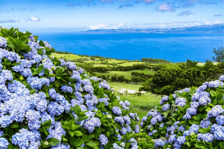 Living in the Azores: an expat guide to the Portuguese islands - Viv Europe